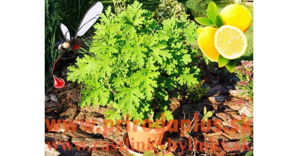 Muškát citrónový – proti komárom, ( Pelargonium crispum 'Lemon' L ...