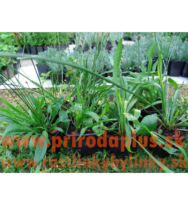 Skorocel kopijovitý-(Plantago lanceolata L.)| PrirodaPlus.sk