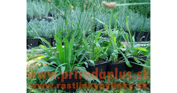 Skorocel kopijovitý-(Plantago lanceolata L.)| PrirodaPlus.sk